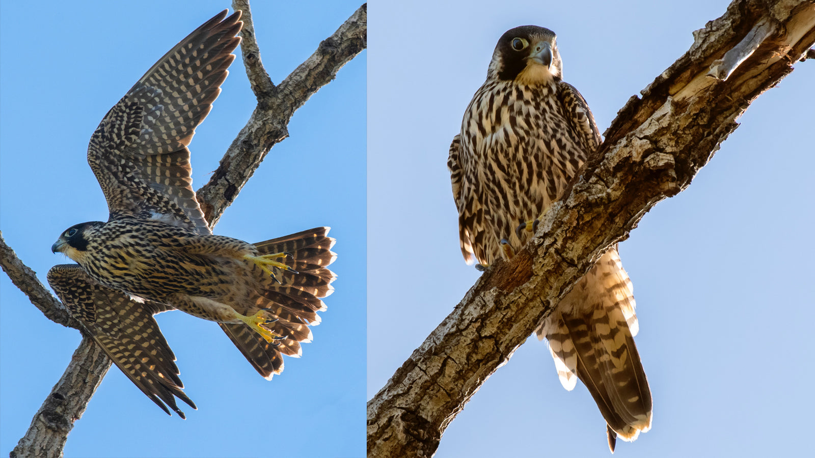Peregrine Falcon Back Ageing Peregrine Falcons In The Field By Alex