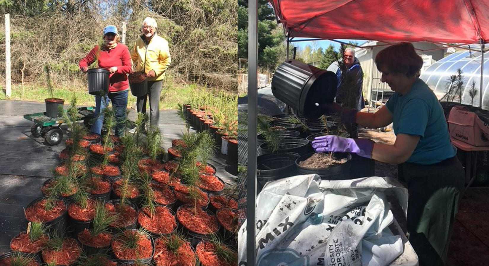 Why Do The Friends of Mac Johnson Operate a Tree Nursery?