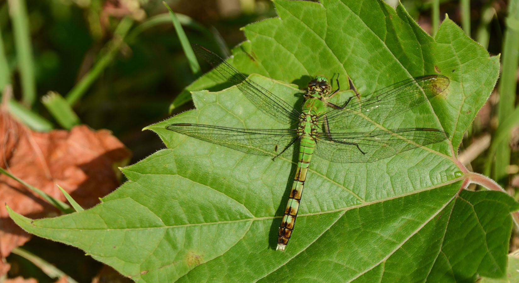 Creature Feature - Common Green Darner (Anax Junius)