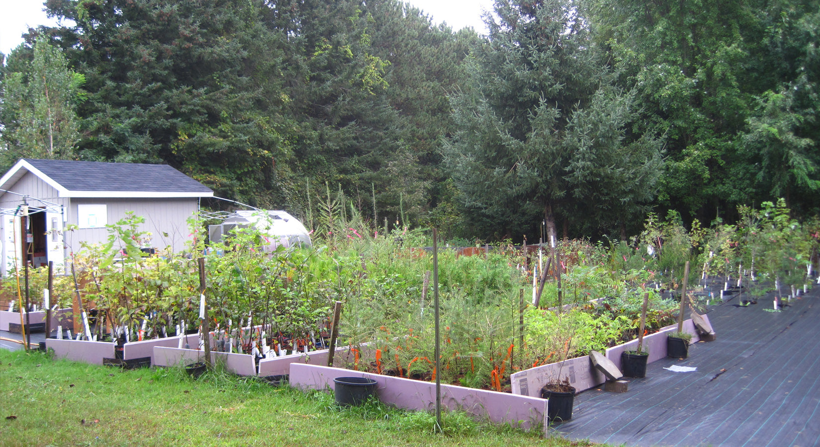 Friends of Mac Johnson Tree Sales start Mother's Day Weekend