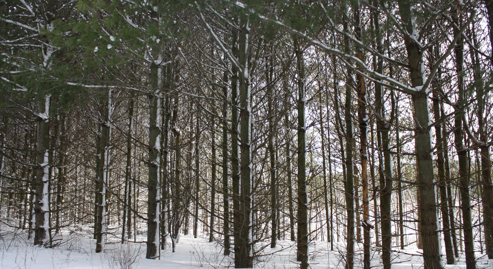 Cataraqui Conservation Offers Free Remote Forest Therapy Walks for Fro