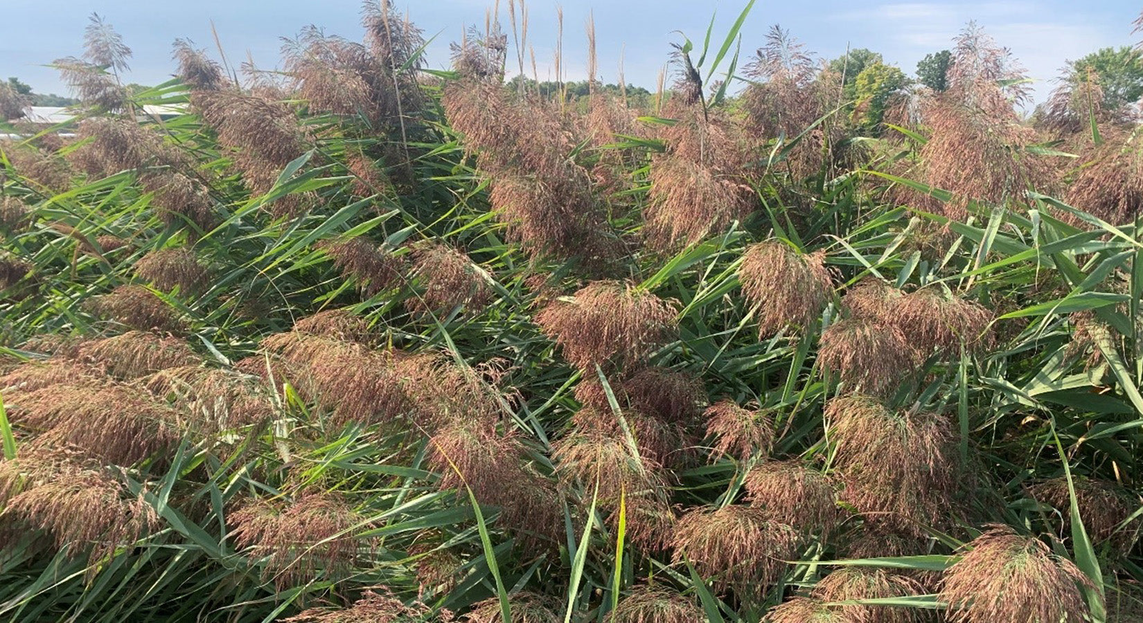 Invasive Species Profile: Invasive Phragmites